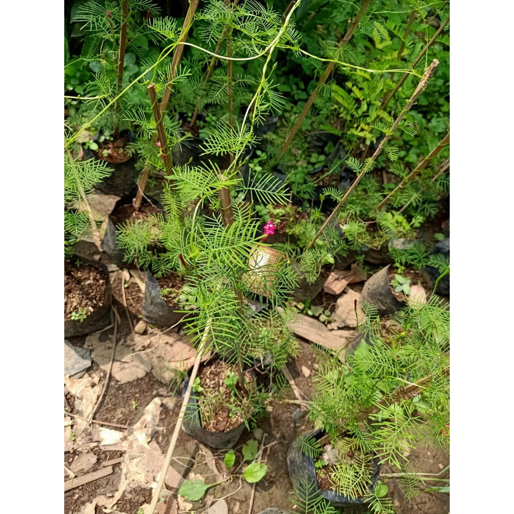 Jual bibit tanaman Songgo Langit | Rincik Bumi | Shopee Indonesia