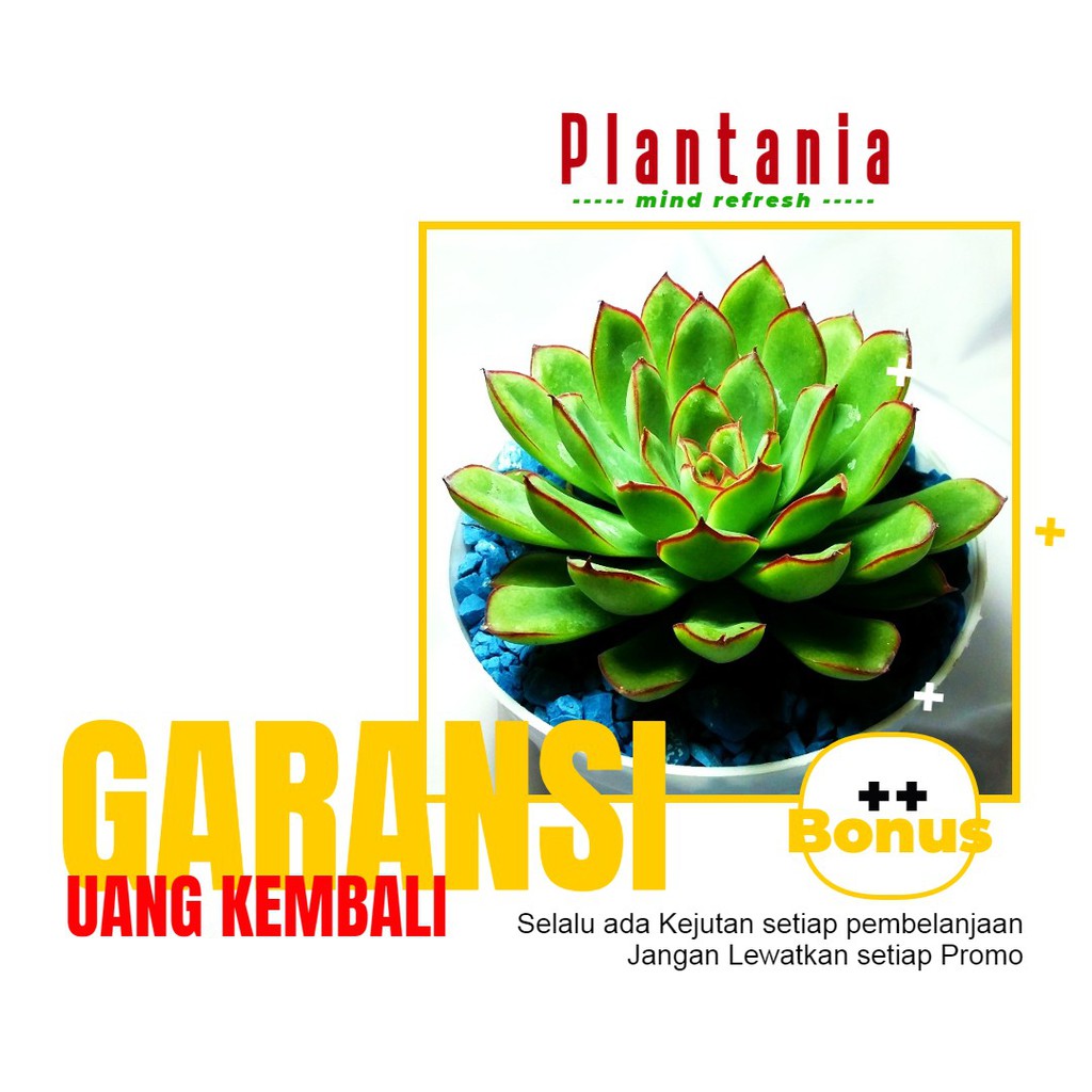 Jual KAKTUS SUKULEN MINI POHON TANAMAN HIAS BIBIT DEKORASI KAMAR BUNGA ...