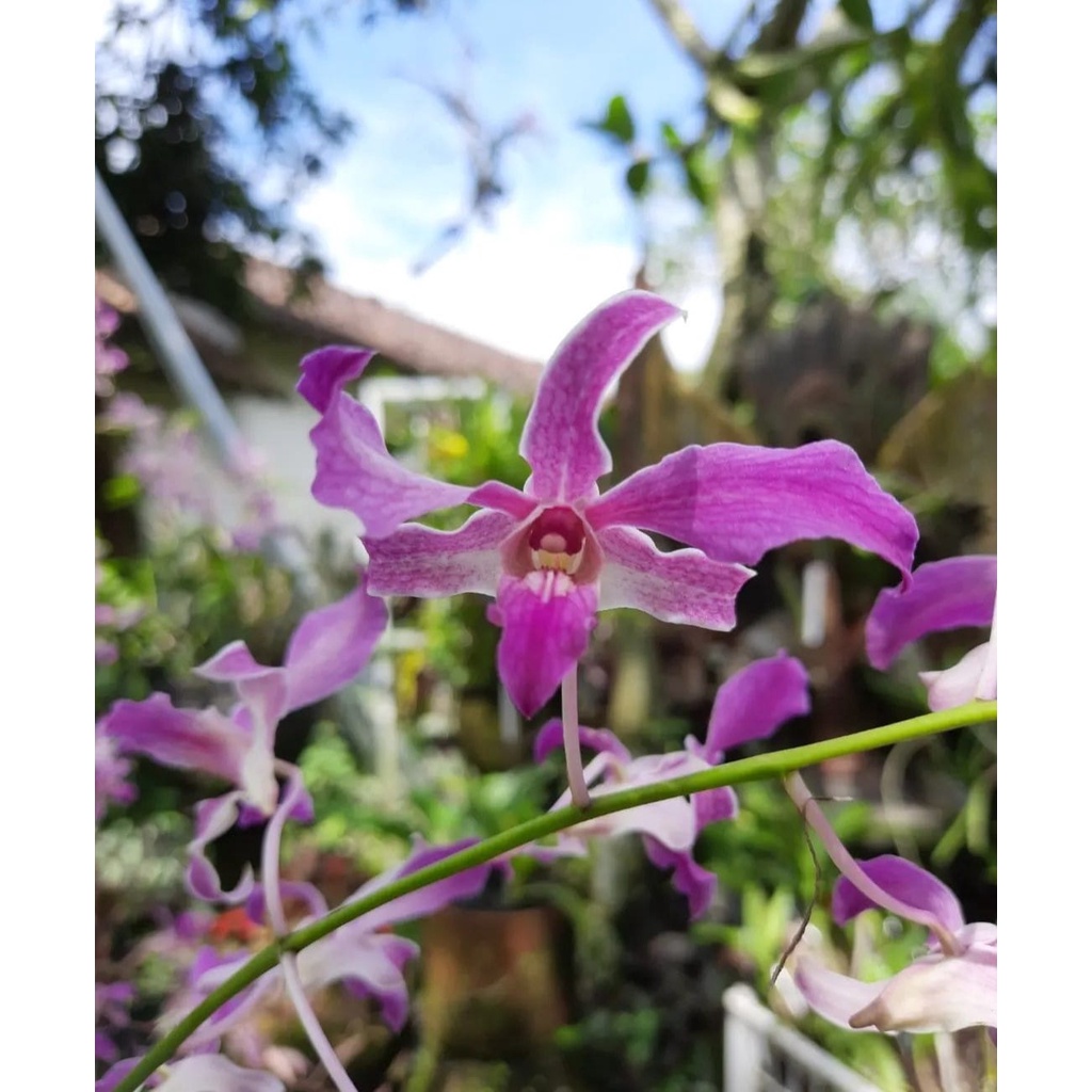 Jual Anggrek Dendrobium Superbin | Shopee Indonesia