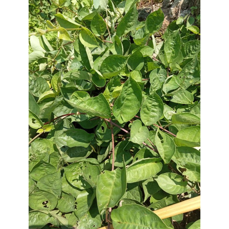 Jual Daun Kentut / Simbukan Segar (250 gram) | Shopee Indonesia