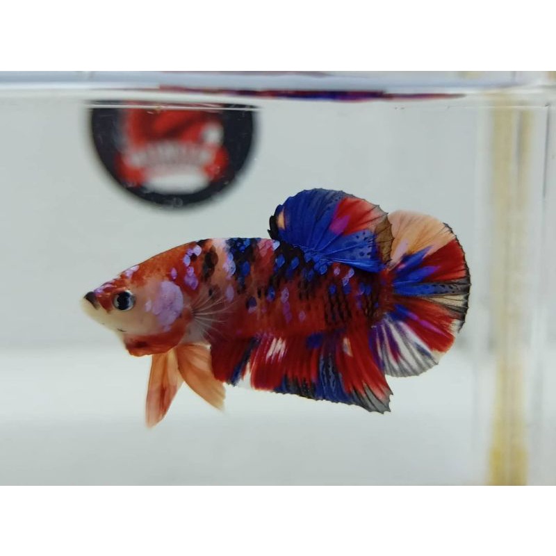 Jual Cupang nemo multicolour( beli male free ikan random/ wajib order ...