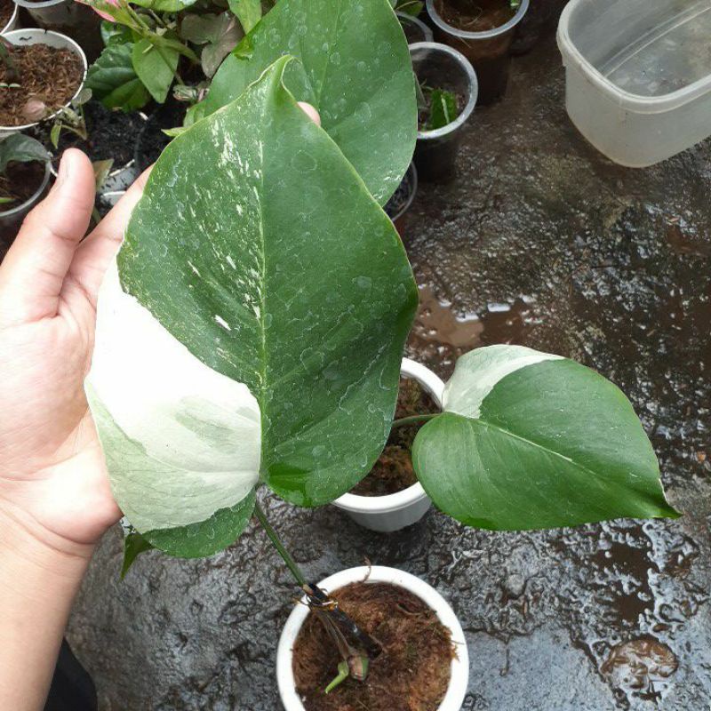 Jual Monstera Varigata/Monvar/Monstera Variegated | Shopee Indonesia