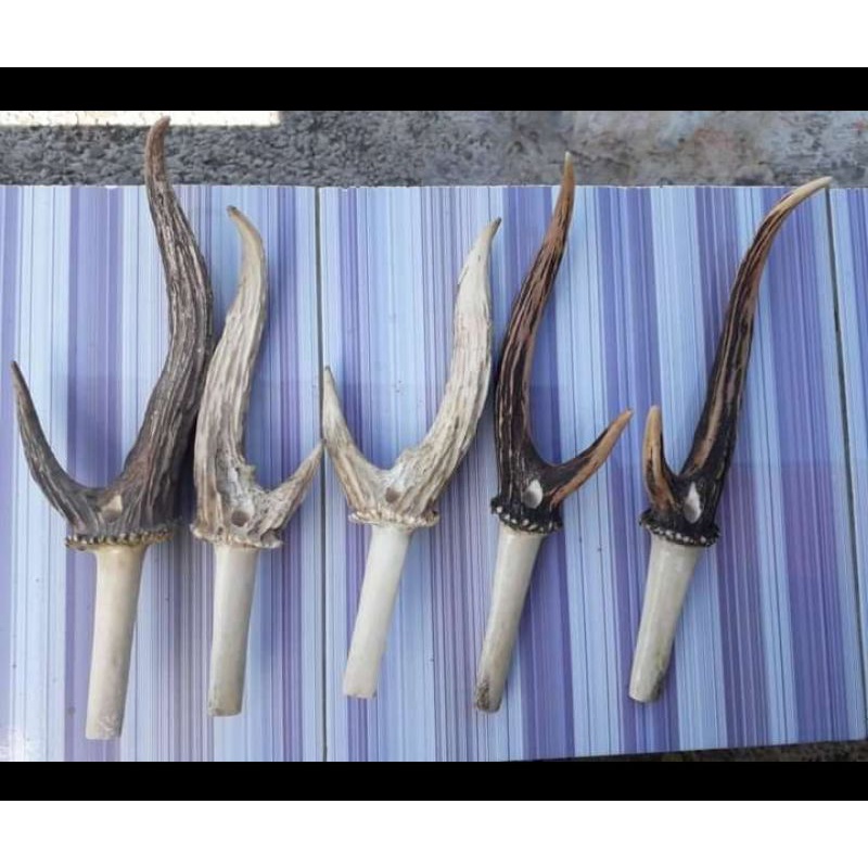 Jual pipa rokok tanduk rusa | Shopee Indonesia