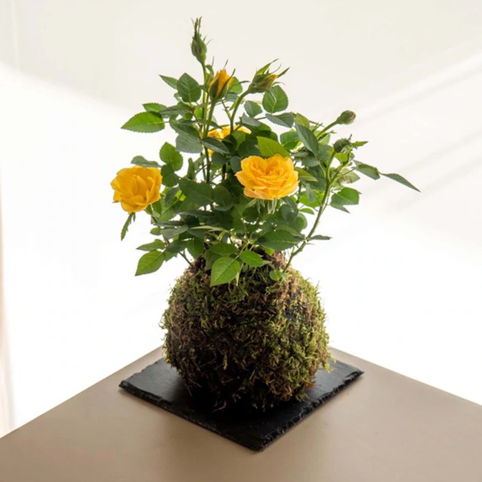 Jual Mossball - Bunga Mawar Kuning Yellow Rose Tanaman Hias Indoor ...