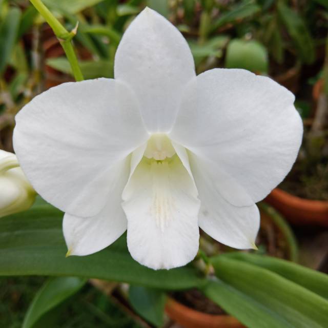 Jual Anggrek Dendrobium Snow White x Burana White | Shopee Indonesia