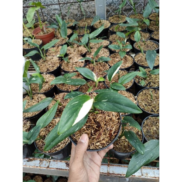 Jual Tanaman hias monstera standleyana variegata putih | Shopee Indonesia