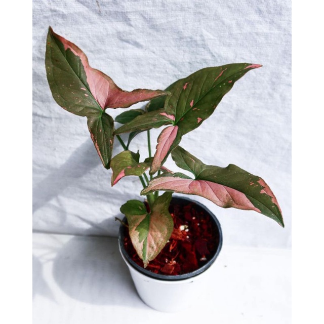 Jual Syngonium pinkv murahh / tanaman Hias syngonium pink splash ...