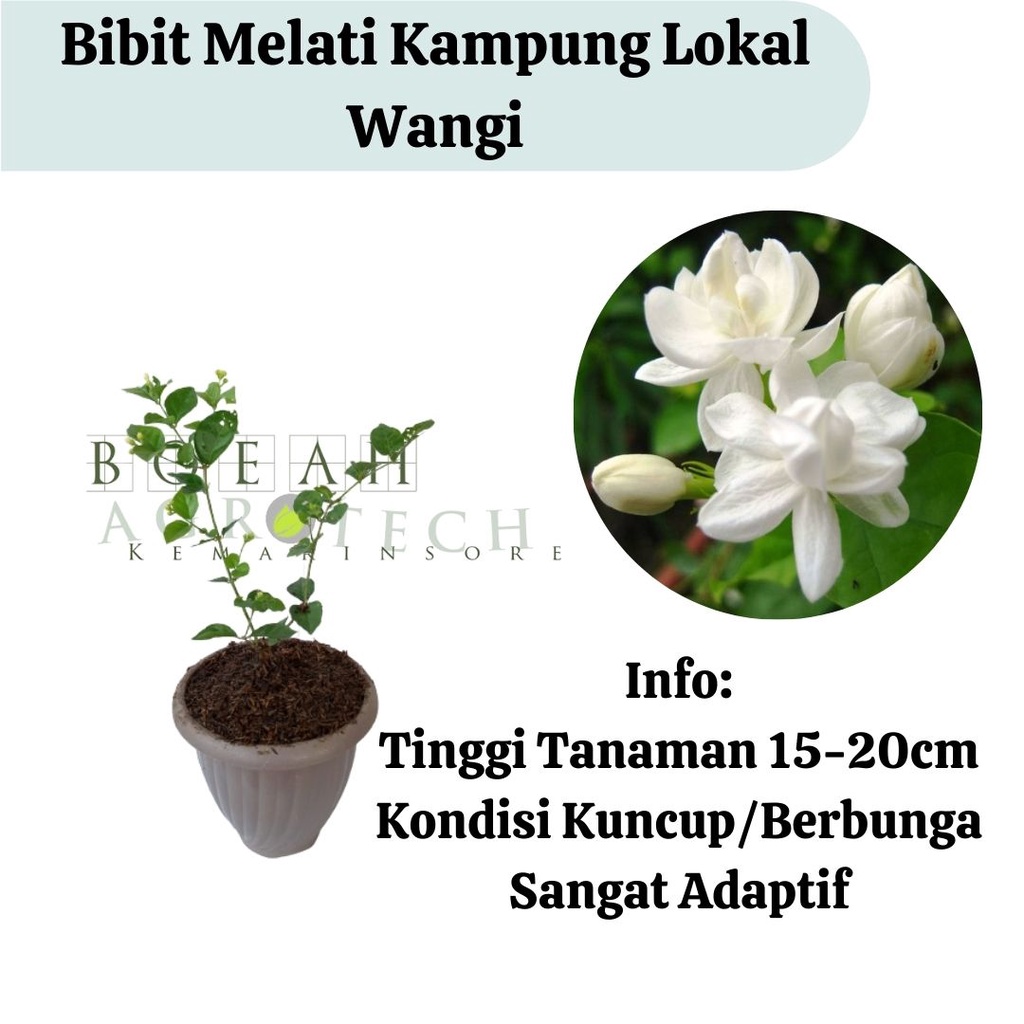 Jual Bibit Tanaman Bunga Melati Kampung Lokal Wangi Cepat Berbunga ...
