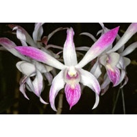 Jual anggrek dendrobium caesar siam | Shopee Indonesia