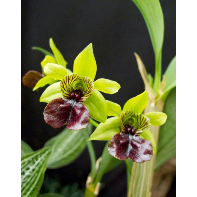 Jual Seedling Anggrek Dendrobium Convolutum -tanaman hidup-bunga hidup ...