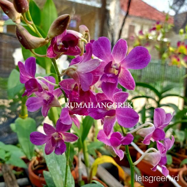 Jual Anggrek Dendrobium Cherry Blue - Tanaman Hias Hidup - Bunga hidup ...