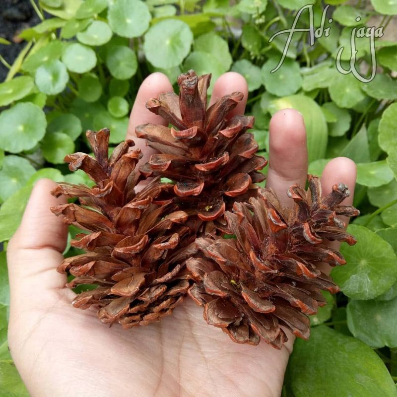 Jual Bunga pinus,bunga pinus kering,hiasan bunga | Shopee Indonesia