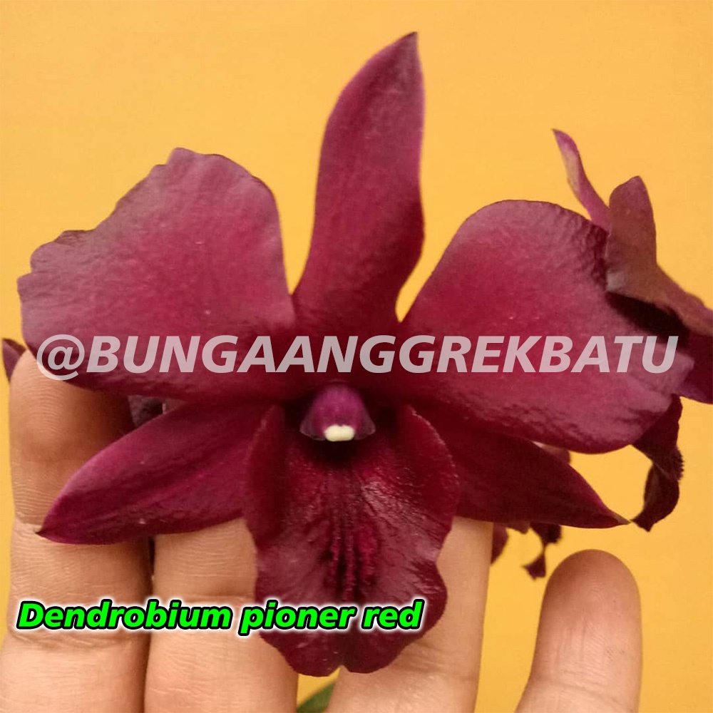 Jual Anggrek Dendrobium Bulat hybrid usia 6-7 bulan Seedling | Shopee ...
