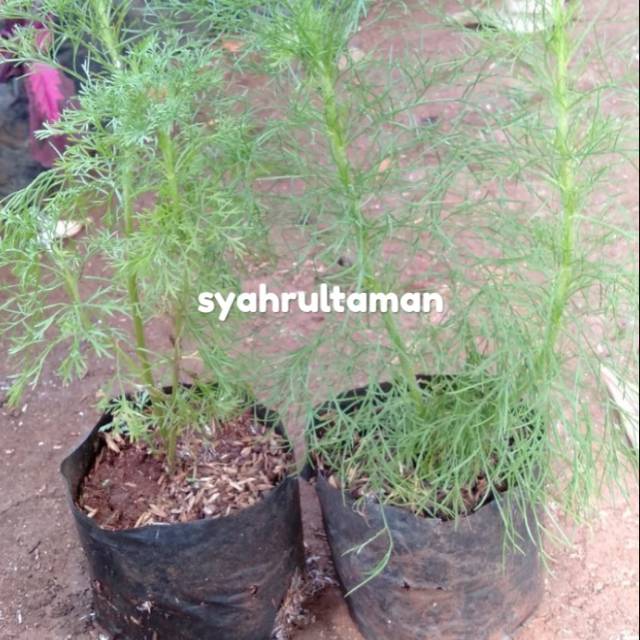 Jual Tanaman hias pagar adas hutan - elegant feather - Cemara angin ...