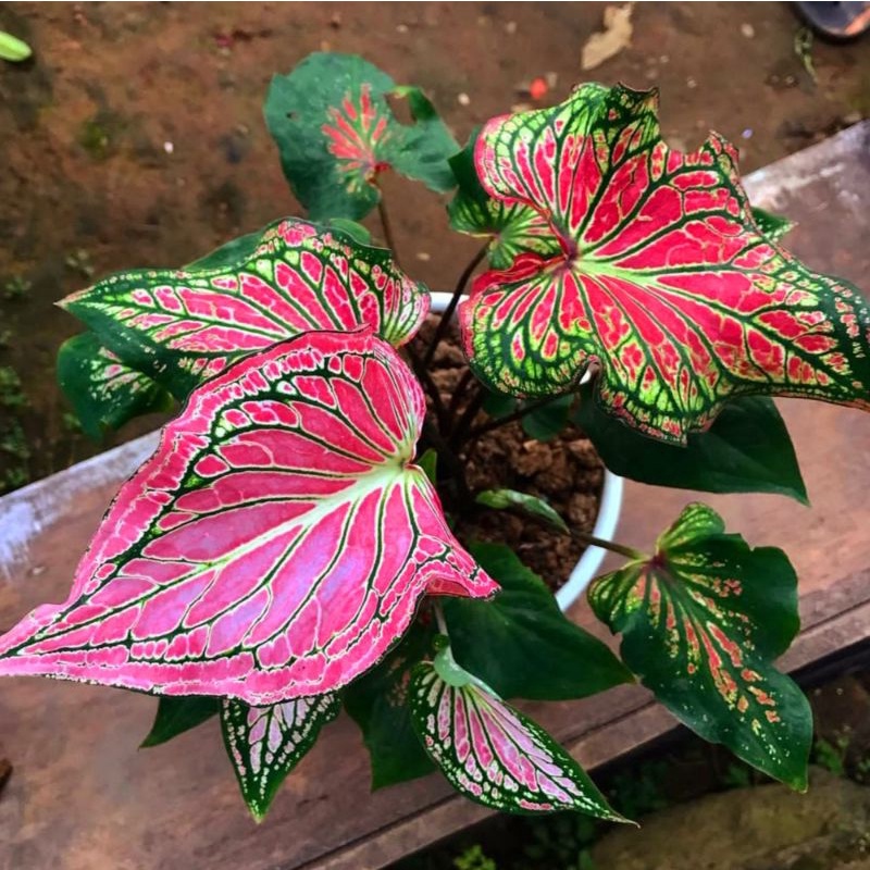 Jual Caladium Batik Wayang / bunga keladi / tanaman hias keladi murah ...