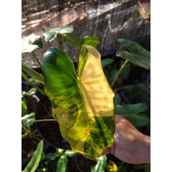 Jual Philo burle marx variegata. brekele variegata | Shopee Indonesia