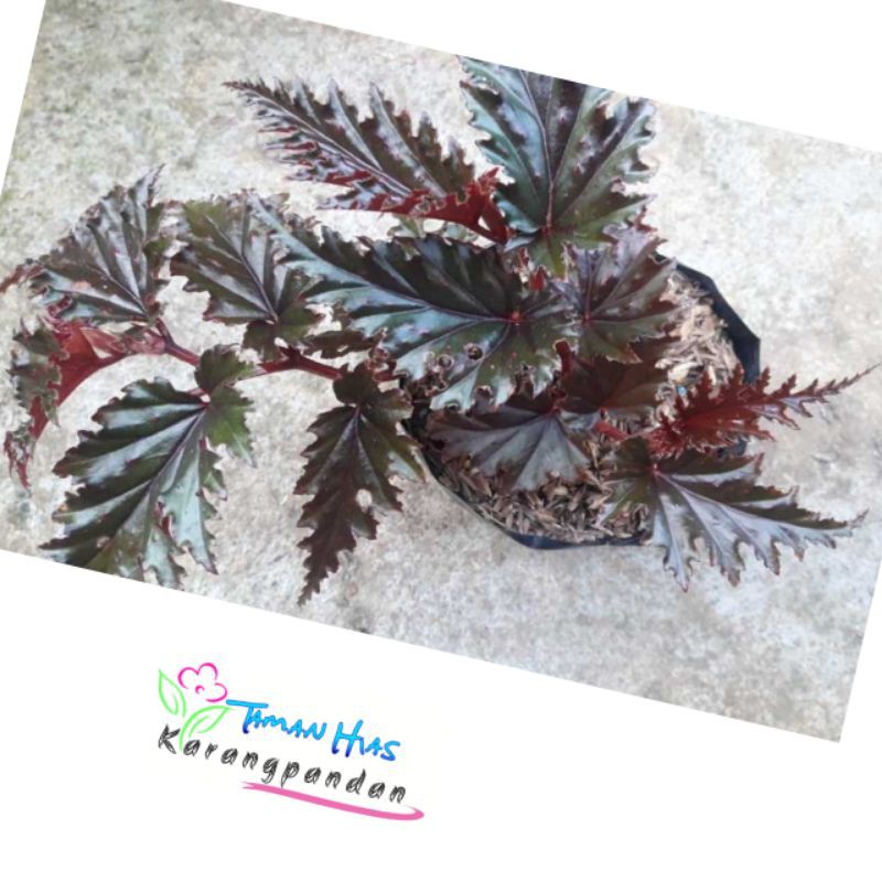 Jual Begonia Spider Gryphon (Tanaman Hias) | Shopee Indonesia
