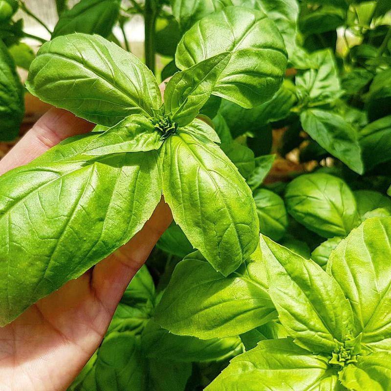 Jual 25 Biji - Benih Basil Genovese DOLLY, kemangi basil import ...