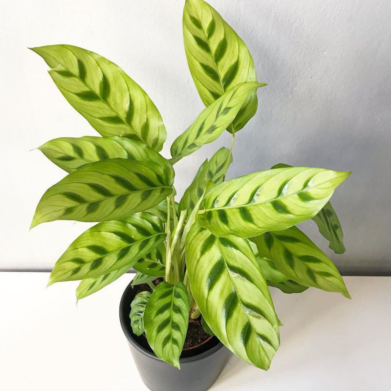 Jual Calathea leopardina - calathea bambu | Shopee Indonesia