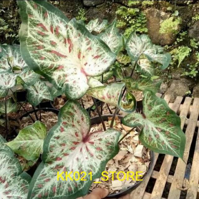 Jual Tanaman hias keladi wayang batik-pohon keladi-tanaman hias keladi ... Jual Tanaman hias keladi wayang batik-pohon keladi-tanaman hias keladi ...