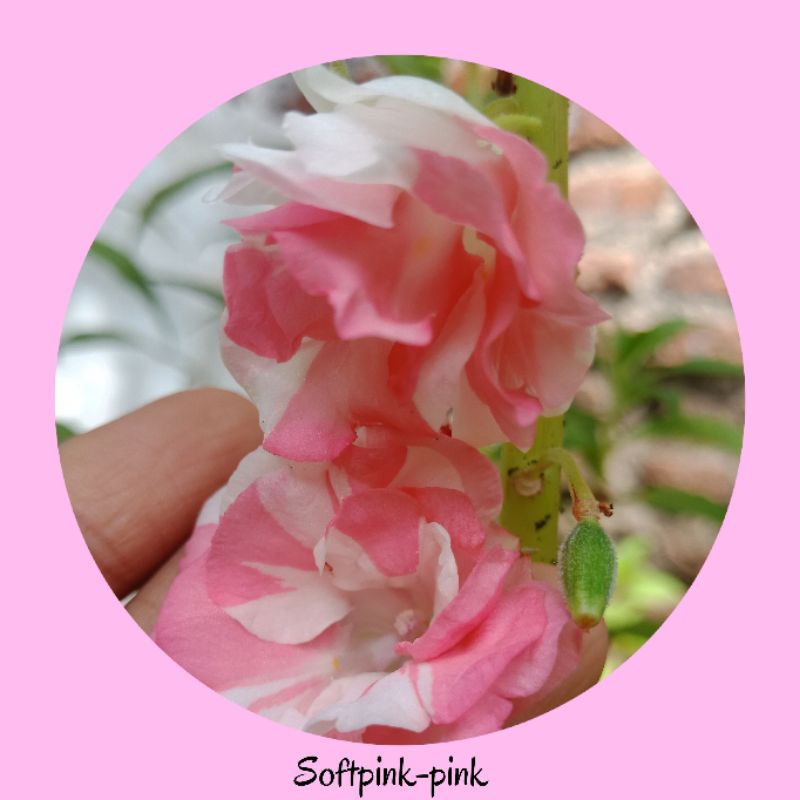 Jual Benih / biji bunga pacar air tumpuk softpink-pink ( Balsamina ...