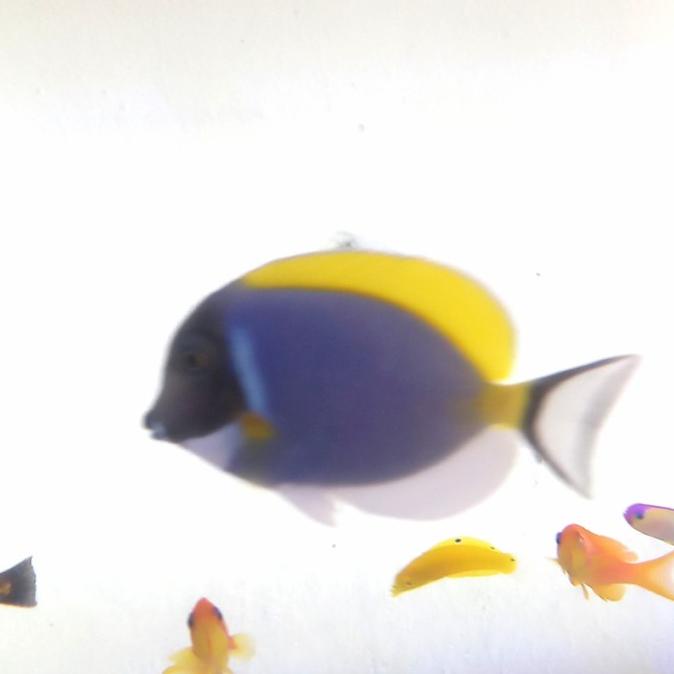 Jual botana biru | Shopee Indonesia