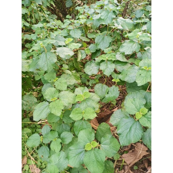 Jual Daun Jelatang daun gatal atau DAUN PULUS segar 1000 gram /1kg ...