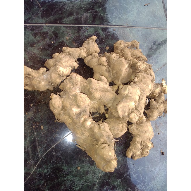 Jual Tanaman Obat Lempuyang~Rimpang Lempuyang Wangi~Rhizoma Zingiber ...