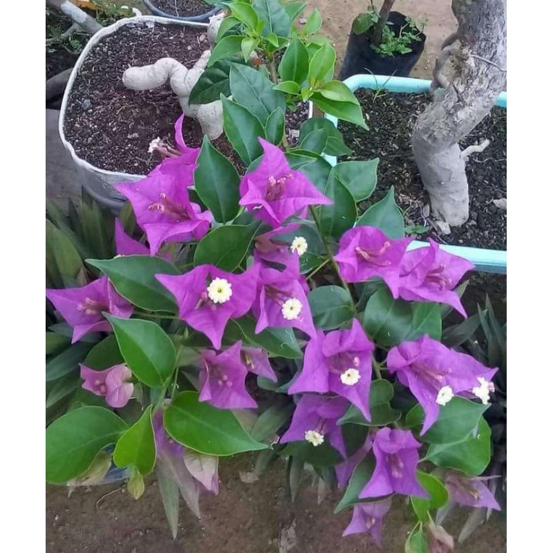 Jual Jual Bougenville Mikro Ungu Batang Ori Bibit Bougenville Micro