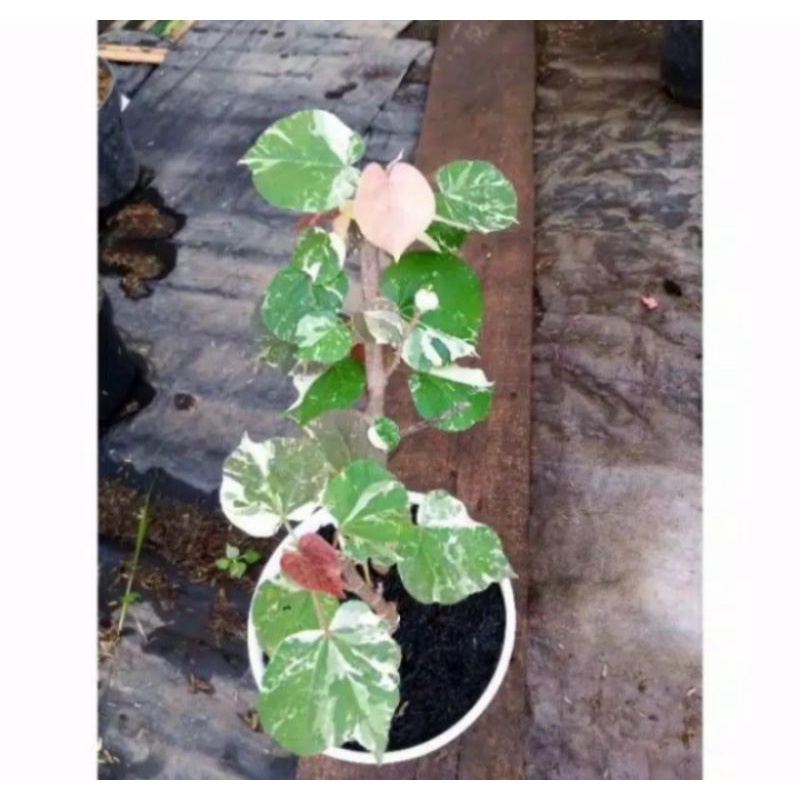 Jual tanaman hias waru variegata / pohon waru varigata | Shopee Indonesia