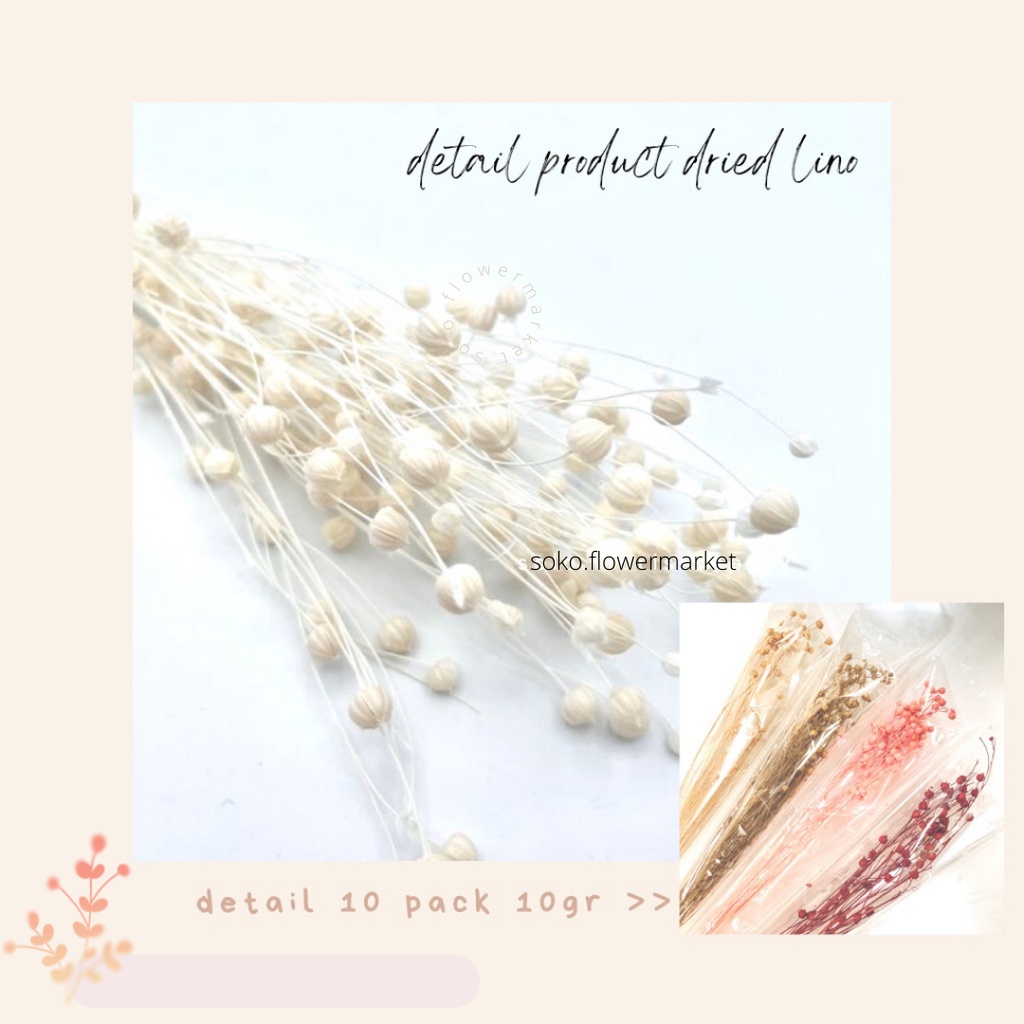 Jual Dried Lino Bunga Kering Asli Natural Buket Bouquet Jequirity ...