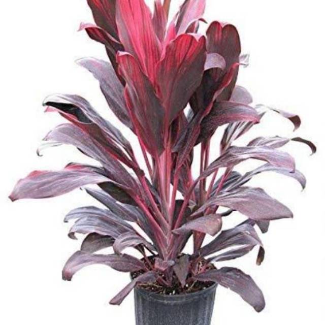 Jual Tanaman Hanjuang Merah/ Andong / Cordyline Fruticosa | Shopee ...