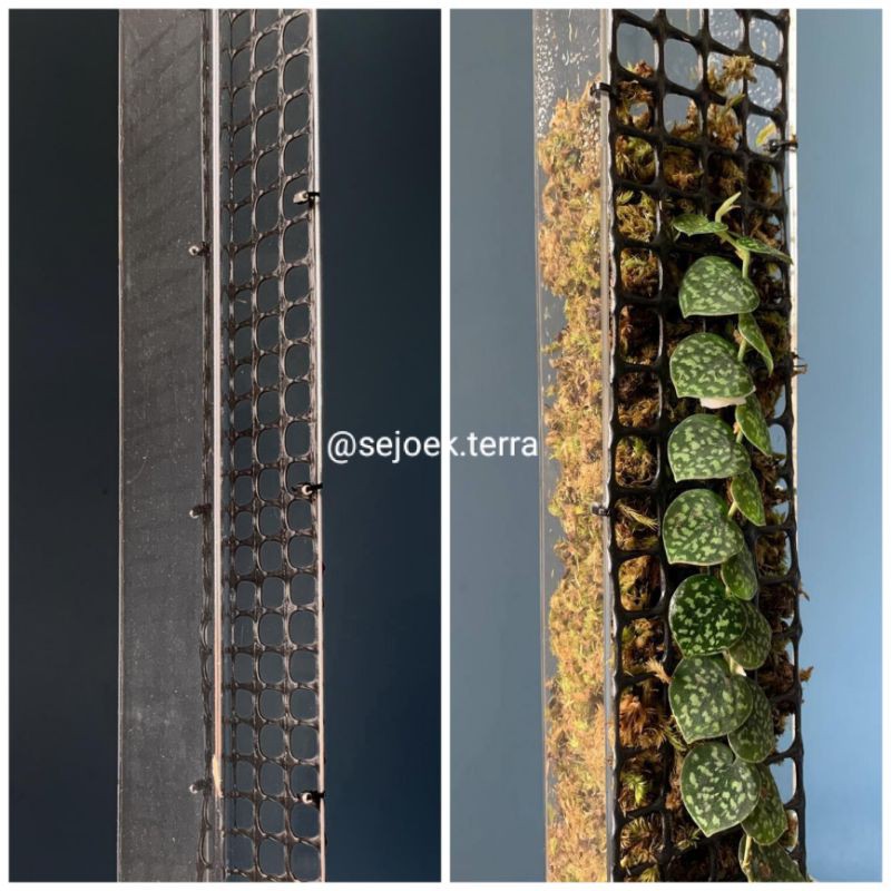 Jual Turus Lumut Kaca Akrilik Transparant 50cm | Shopee Indonesia