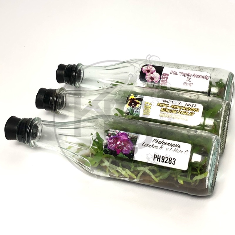 Jual Bibit Anggrek Bulan Botolan | Anggrek Bulan Botol | Shopee Indonesia