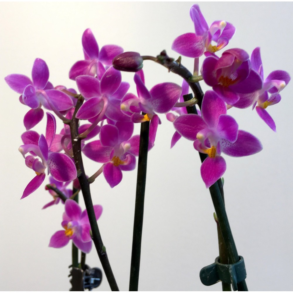 Jual Benih PHALAENOPSIS CATTLEYA Anggrek - Biji Bibit Bunga | Shopee ...