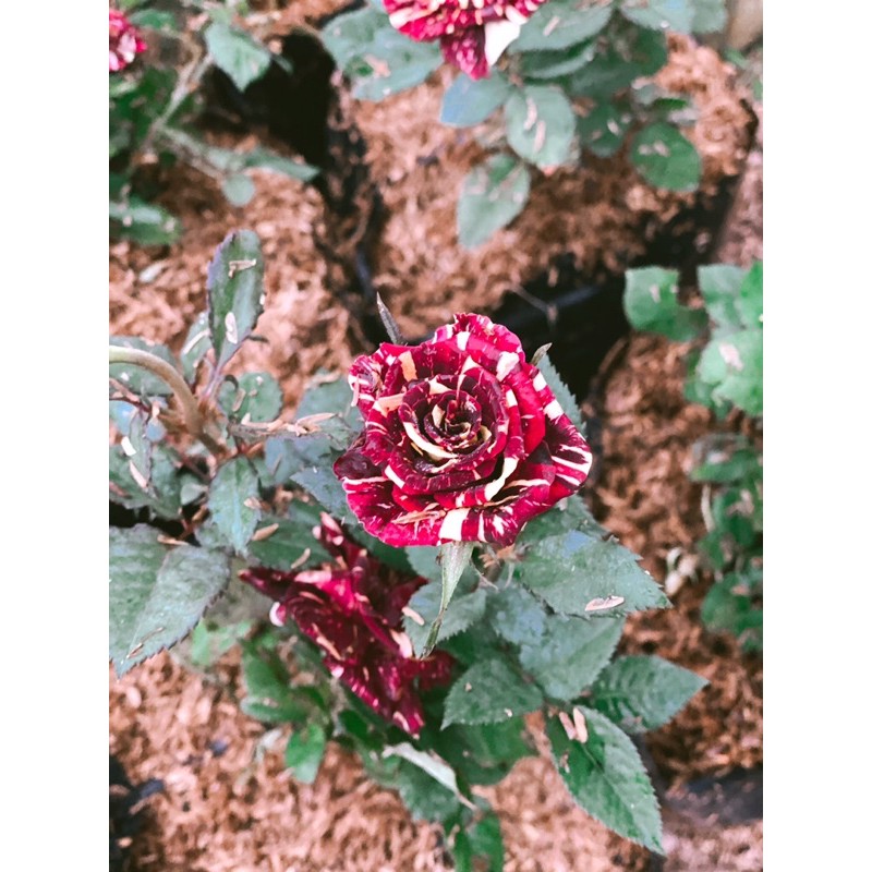 Jual Mawar Batik (MBT) | Shopee Indonesia