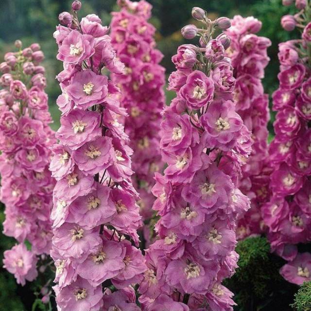 Jual Benih Bunga Delphinium Mixed | Shopee Indonesia