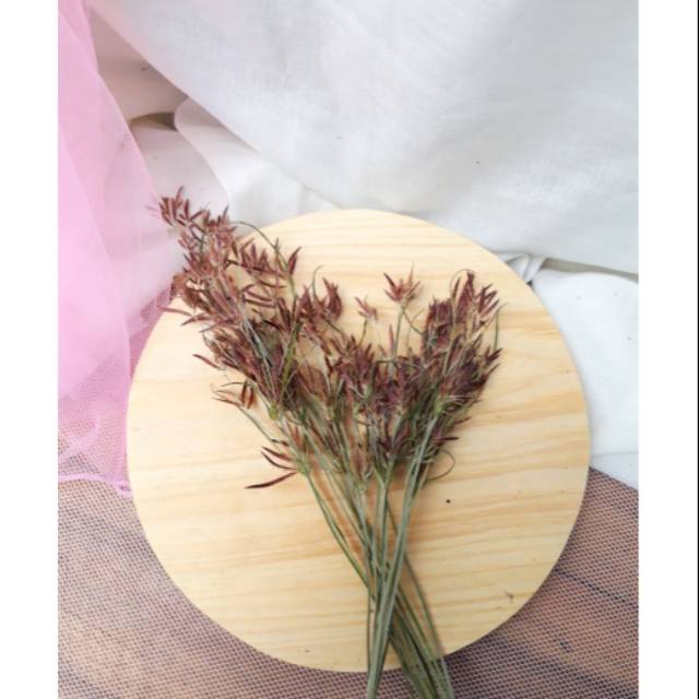 Jual Rumput teki kering / rumput kering / bunga kering / dried flower ...
