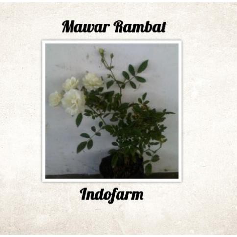 Jual Sh0P Tanaman Bibit Bunga Mawar Rambat Putih | Shopee Indonesia