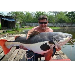 Jual Ikan RTC Terlengkap & Harga Terbaru Juni 2024 | Shopee Indonesia