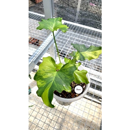 Jual philodendron java beauty varigata philo jari varigata | Shopee ...