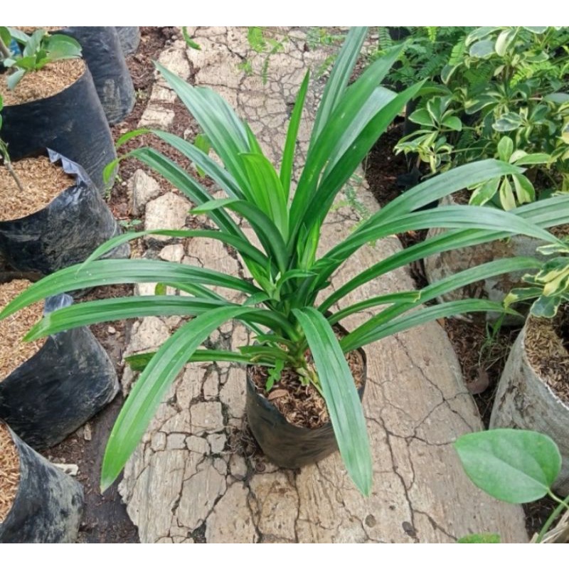 Jual bibit tanaman pandan wangi, pohon daun pandan wangi | Shopee Indonesia