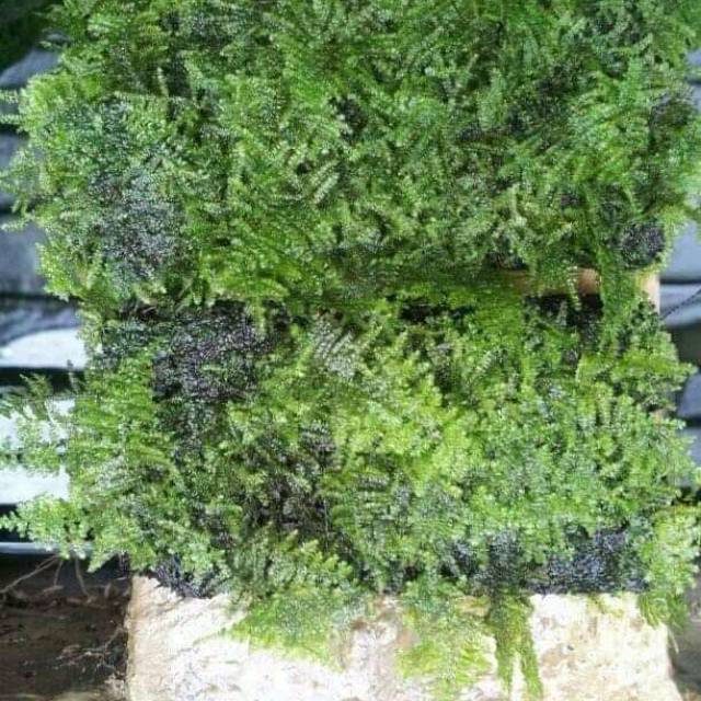 Jual Mini xmas media pakis ukuran 10x5 cm tanaman aquascape | Shopee ...