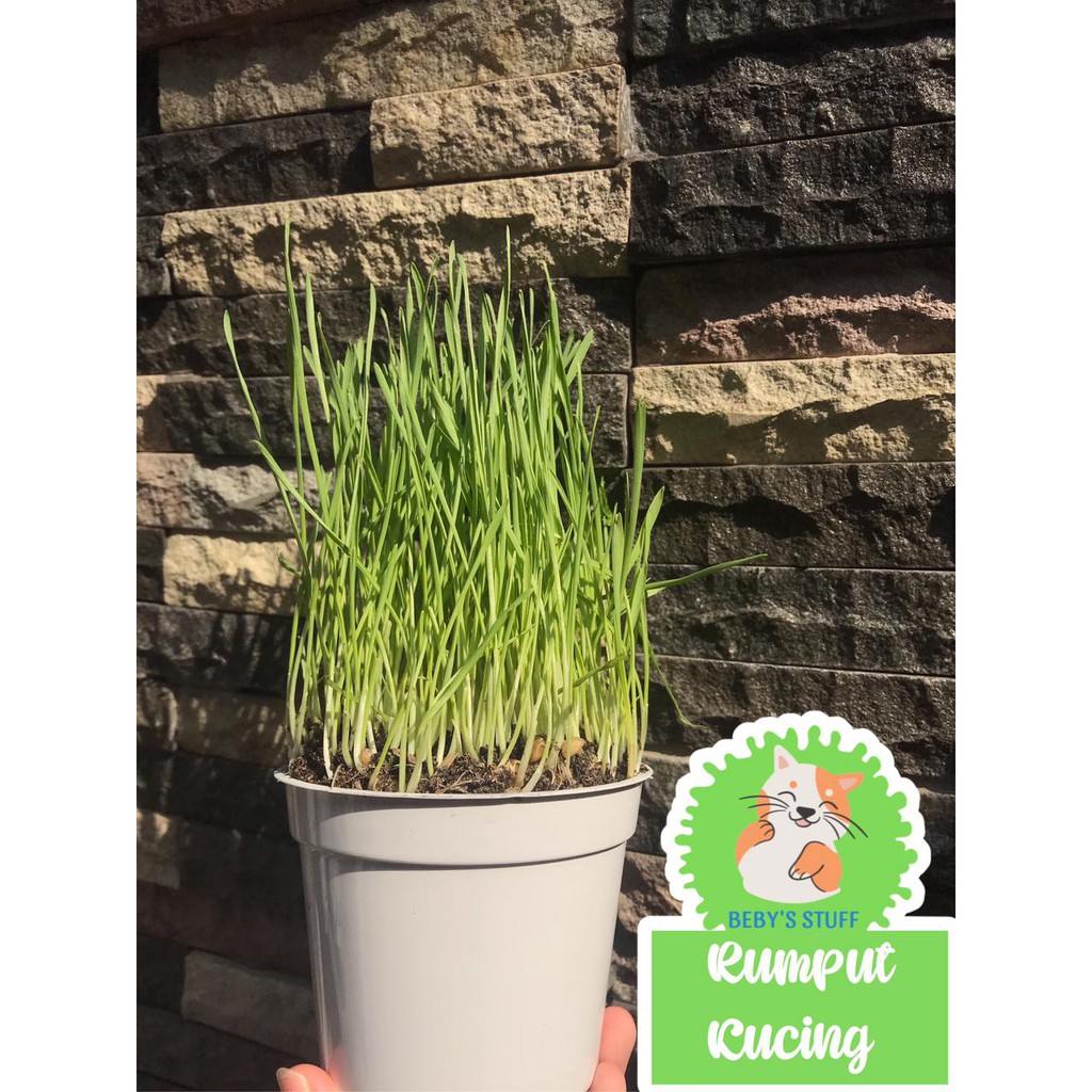 Jual RUMPUT KUCING SIAP PANEN WHEATGRASS RUMPUT GANDUM | Shopee Indonesia