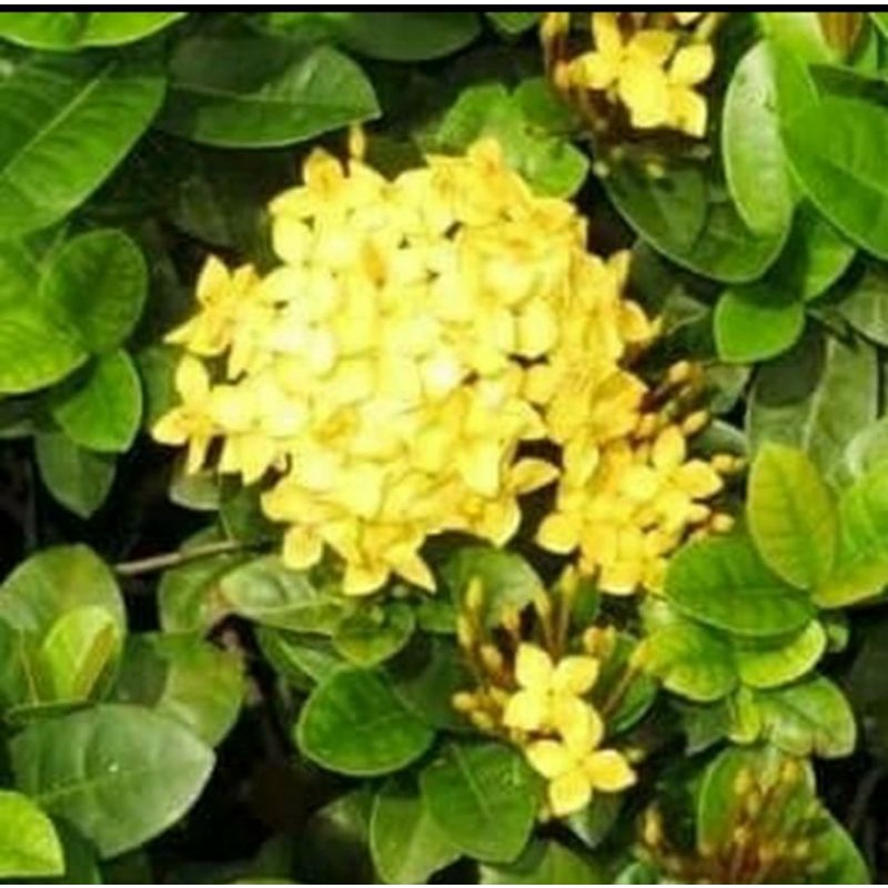 Jual tanaman hias Asoka kuning bunga Soka kuning/ Asoka kuning bunga ...