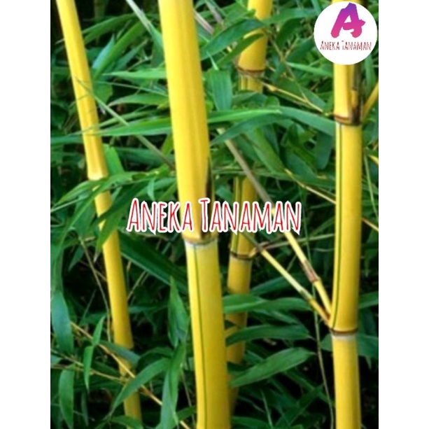 Jual Tanaman hias bambu kuning asli | Shopee Indonesia