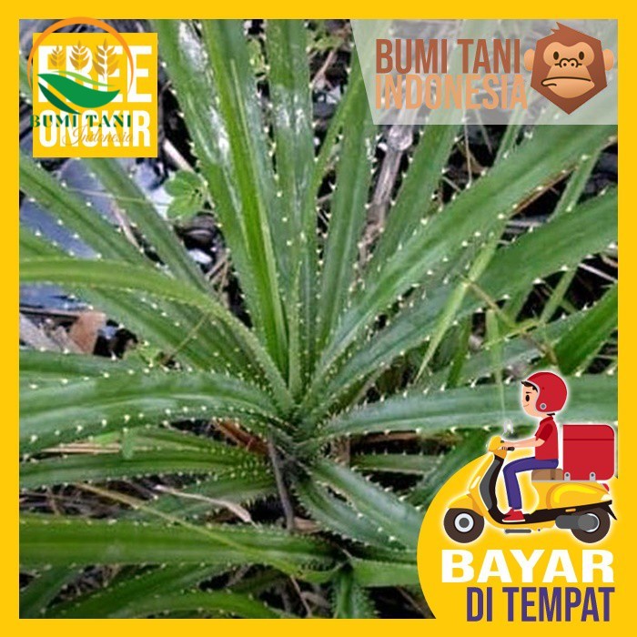 Jual Pandan Duri - Pandan Laut Segar Fresh Original | Shopee Indonesia