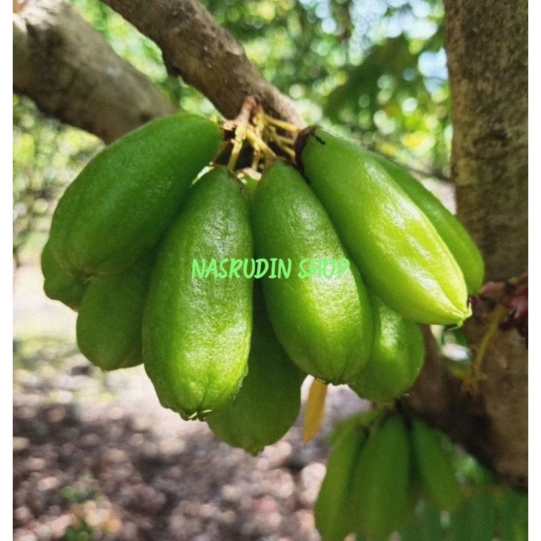 Jual BUAH BLIMBING WULUH SEGAR / BUAH BELIMBING SAYUR LANGSUNG PETIK ...