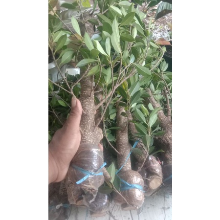 Jual fices kimeng | Shopee Indonesia