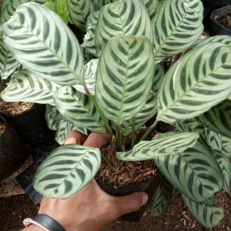 Jual Calathea burle marx /calathea spat /maranta merak /calathea ...